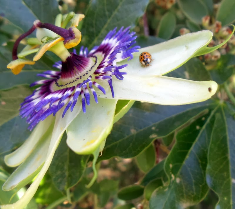 Migajas de tiempo: Pasionaria, Flor de la pasión