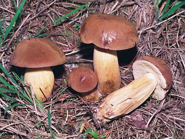 Setas y hongos: Xerocomus badius - Boleto badius