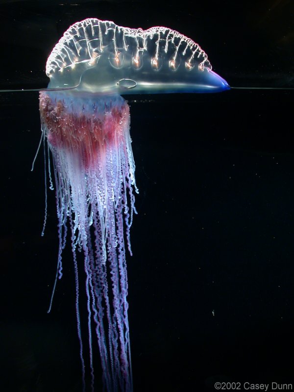 No Mar Profundo: Caravelas-Portuguesas - 01