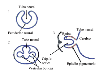 CAMBIOS OCULARES DE LOS NIÑOS: EMBRIOLOGIA DEL OJO