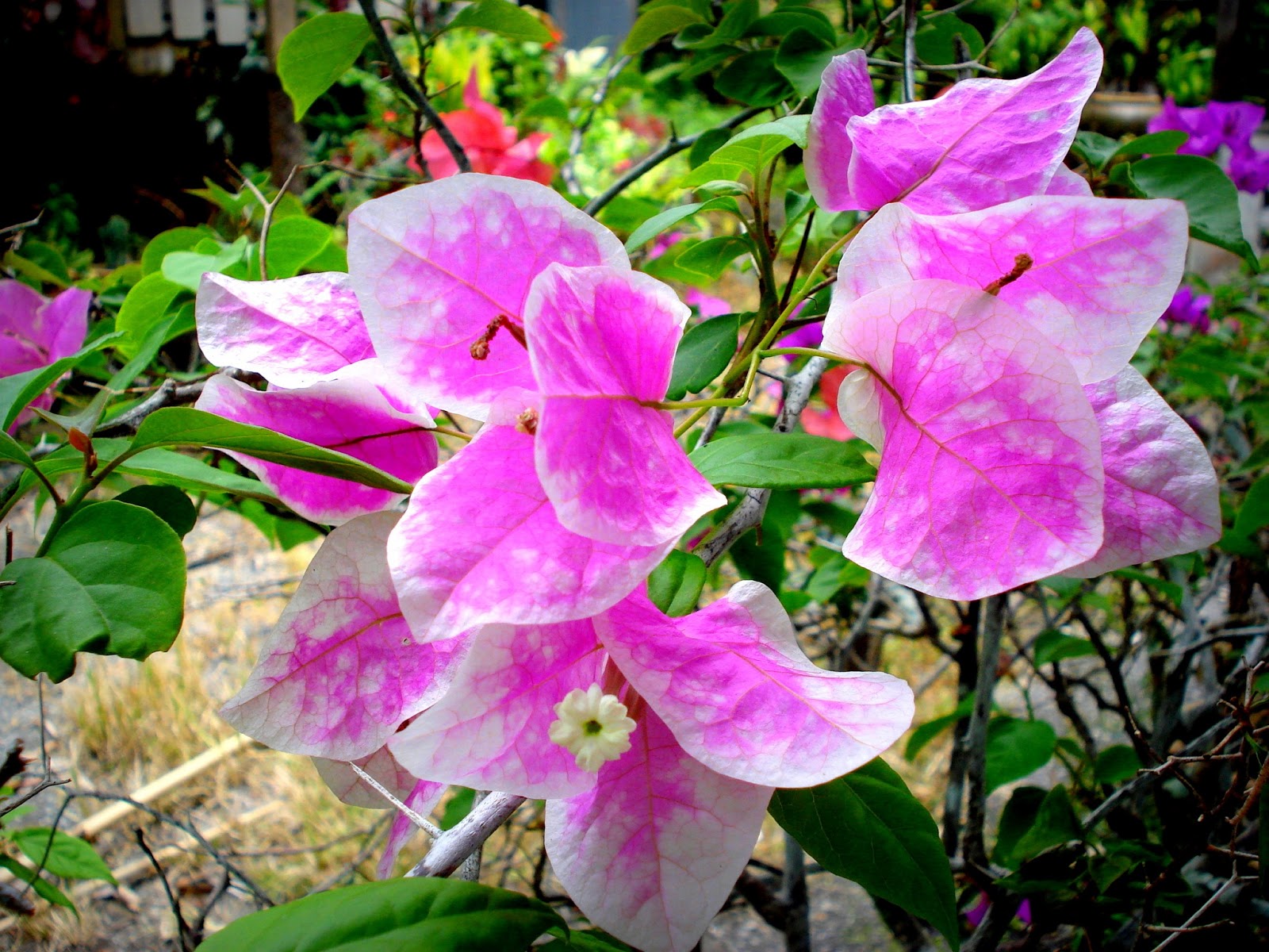 Bunga Desa Pelbagai Warna & Rupa - Relaks Minda