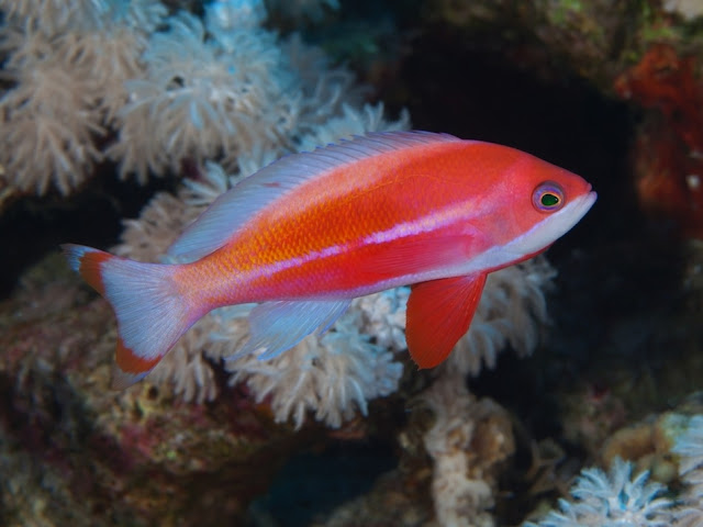 Golden Eye View: Top 15 Most Beautiful Fishes of the World according to ...