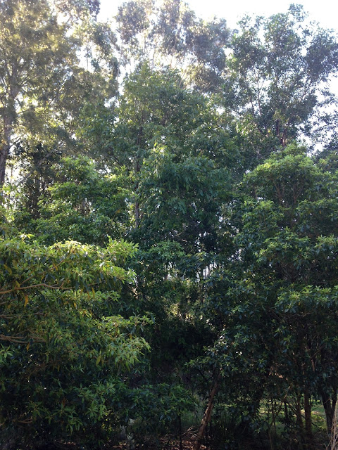 Garden inspiration: a threatened species (Scrub Turpentine or Rhodamnia ...