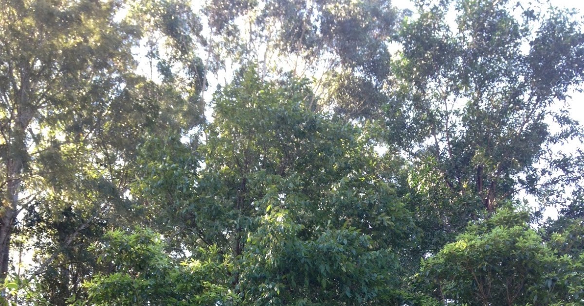 Garden inspiration: a threatened species (Scrub Turpentine or Rhodamnia ...