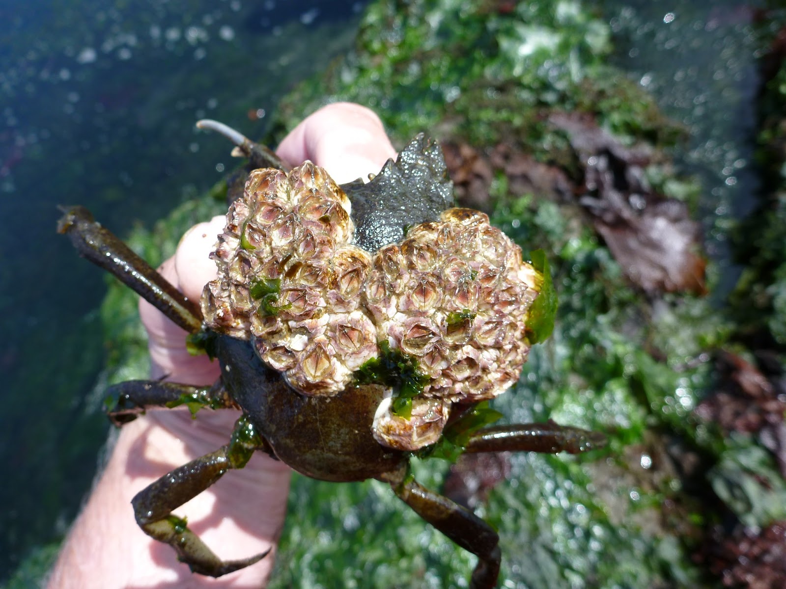 Buzz's Marine Life of Puget Sound: Jul 21, 2013