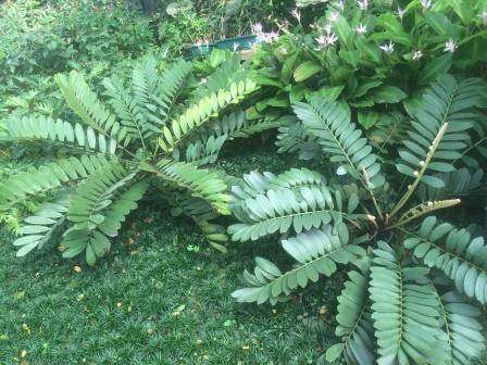 Zamia furfuracea | Pustaka Flora | Database Tanaman Landscape