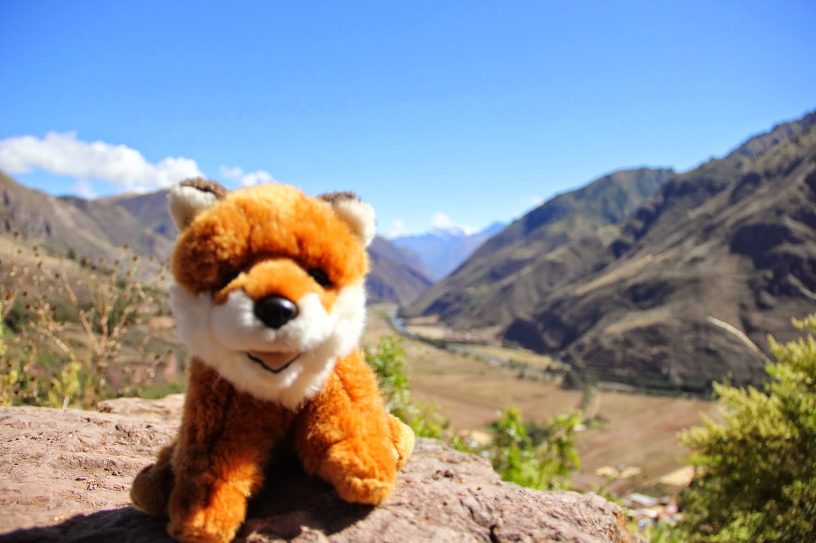 Red - a raposa exploradora: Red - a raposa exploradora