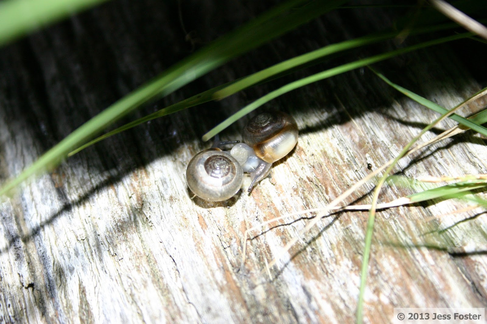 Sluggin' Along: Some Enchanted Evening: Mating Three-toothed Snails