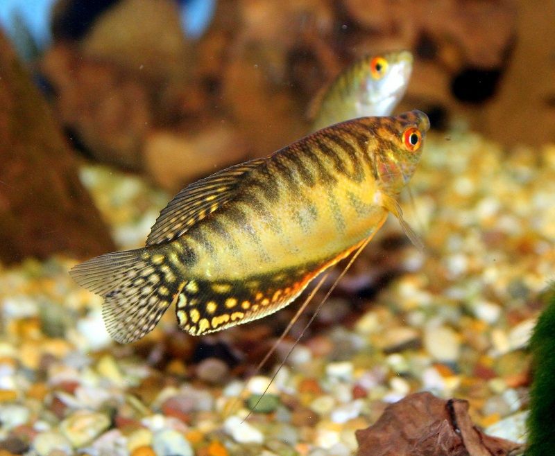 Harga Ikan Guppy Liar Guppy Mahal - Ikan Cantik