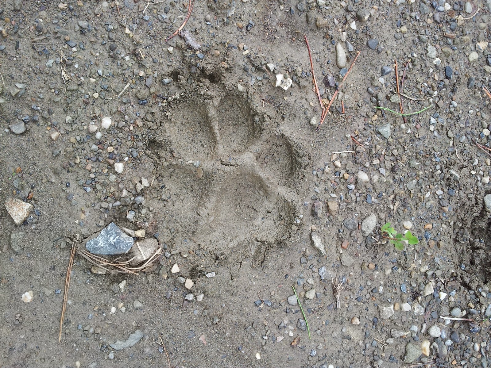 Timber Wolf Paw Print