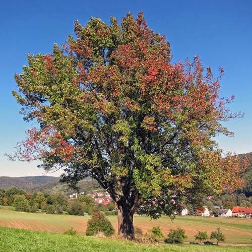Mis Plantas y +: Ficha del Serbal común