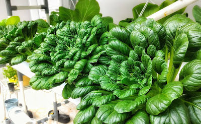 Hidroponik Sederhana Sistem Sumbu (Wick)