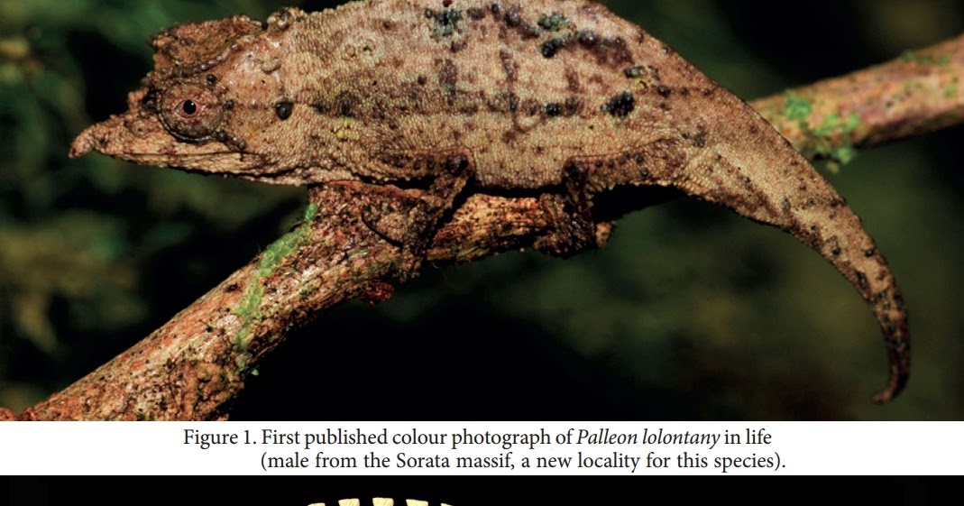 Species New to Science: [Herpetology • 2013] Palleon gen. nov. • A New ...