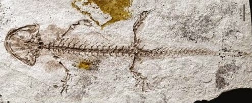 Prehistoric Beast of the Week: Chunerpeton: Prehistoric Animal of the Week