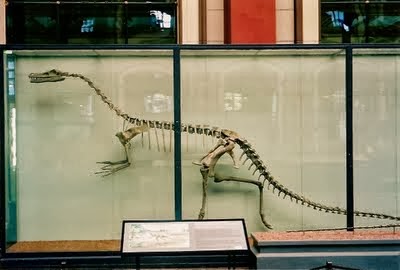 Elaphrosaurus
