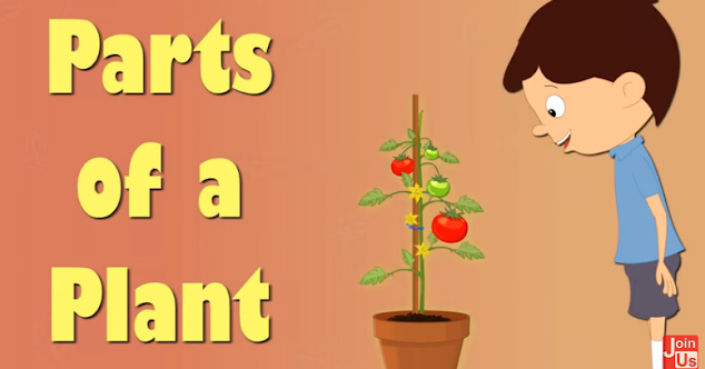 Video Parts Of A Plant 4th Grade video-parts-of-a-plant-4th-grade