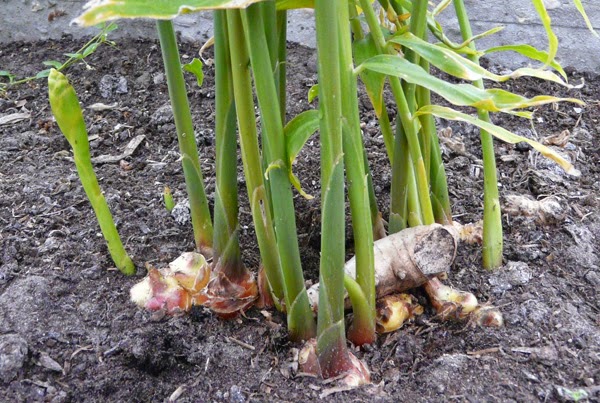 huis-tuin-en-keuken: C: Gember kweken en oogsten
