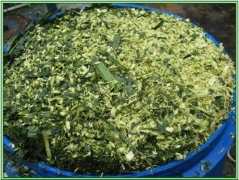 Ilmu Untuk Ternakan Ruminan: Cara Membuat Silaj Yang Betul dan Lengkap