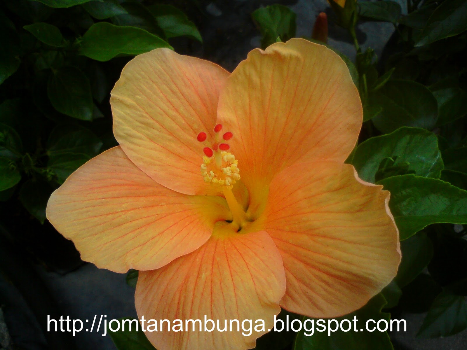 Jom Tanam Bunga: Bunga Besar