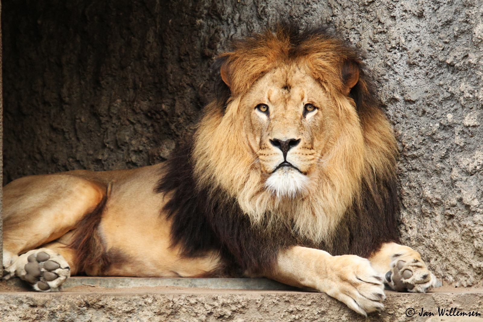Jan Willemsen Fotografie: ZOO Artis Amsterdam