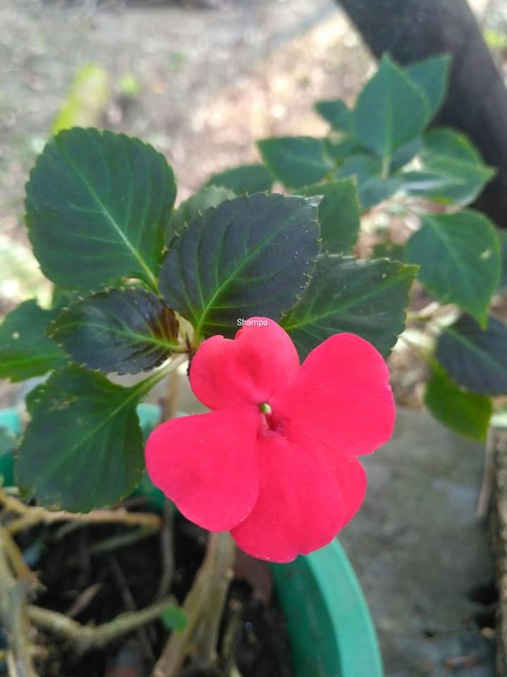 A flower with 4 petals: ଇଏ କହିଲା ସିଏ ଖରାପ ଭାଇ ସିଏ କହିଲା ଇଏ