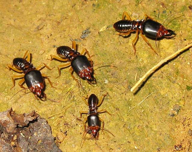 Photos and Info on Ants and Termites of Malaysia: Macrotermes Carbonarius