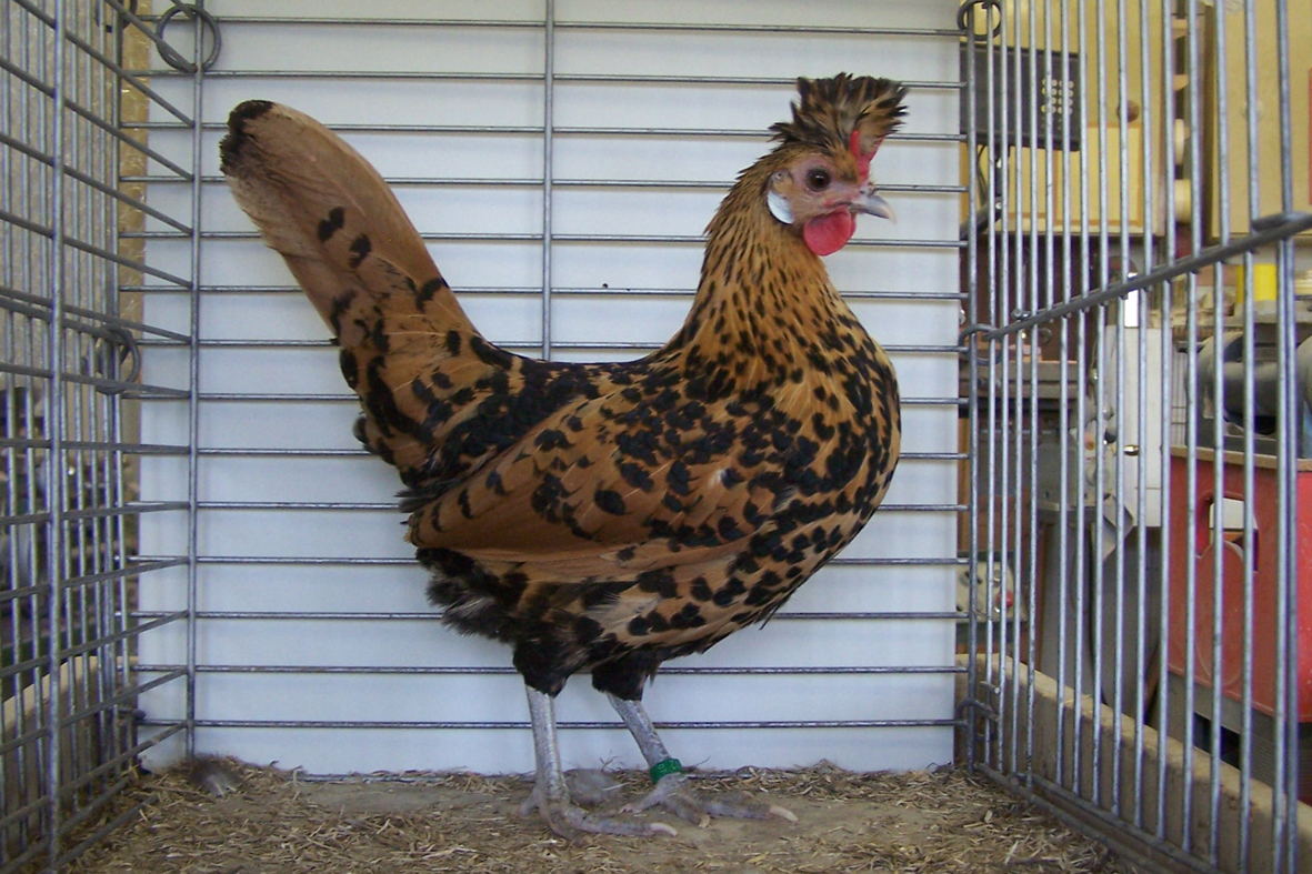 Breed Savers: Appenzeller Spitzhauben