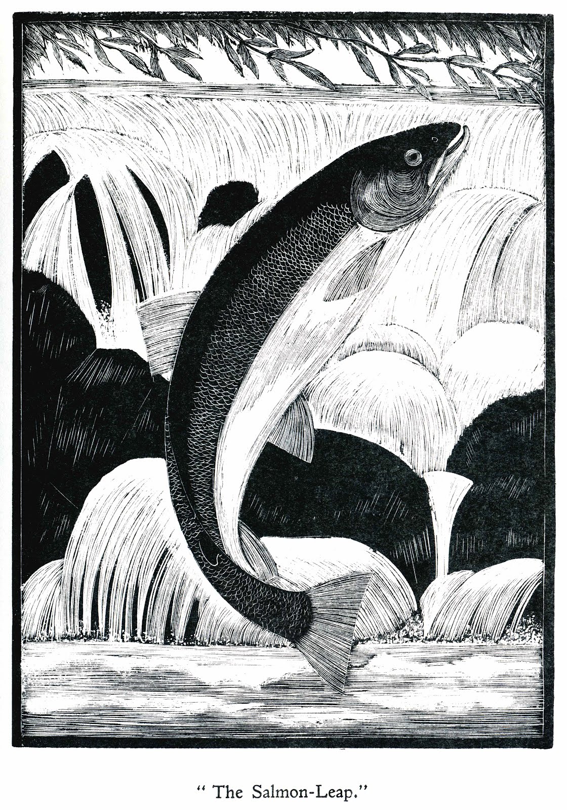 Illustrations – Stephen Bodio