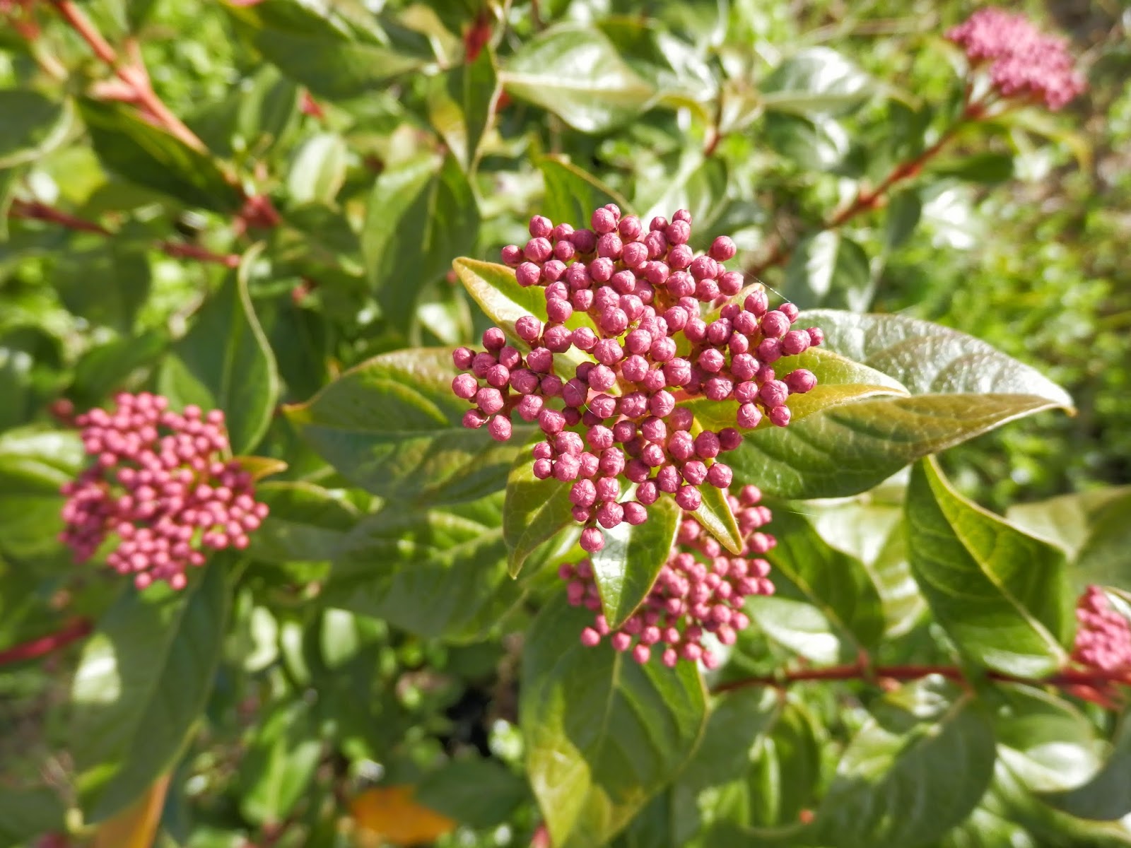 Perfumes y luces de Extremadura: Durillo, Viburnum tinus. Para el jardín.