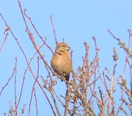 Close Encounters of the Bird Kind: Parrot Crossbills on Budby Common