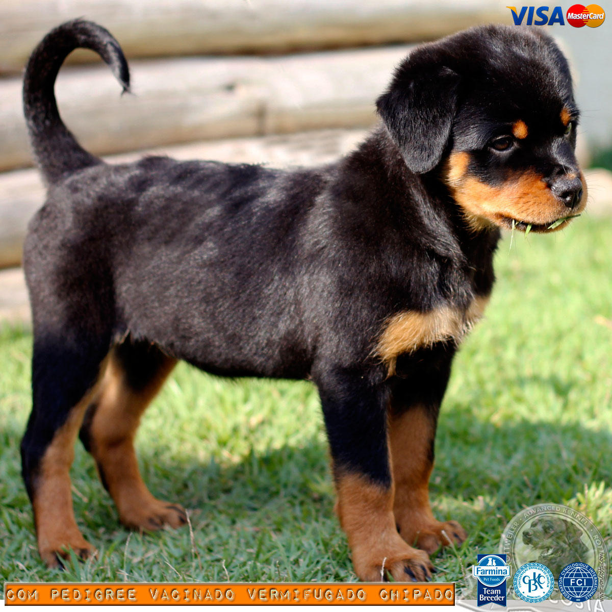 Filhote de Rottweiler
