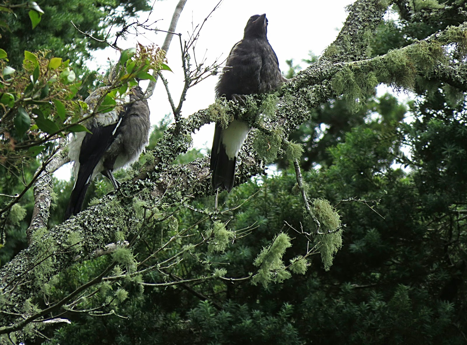 Bird & Travel Photos, Birding Sites, Bird Information: ADULT AUSTRALIAN ...