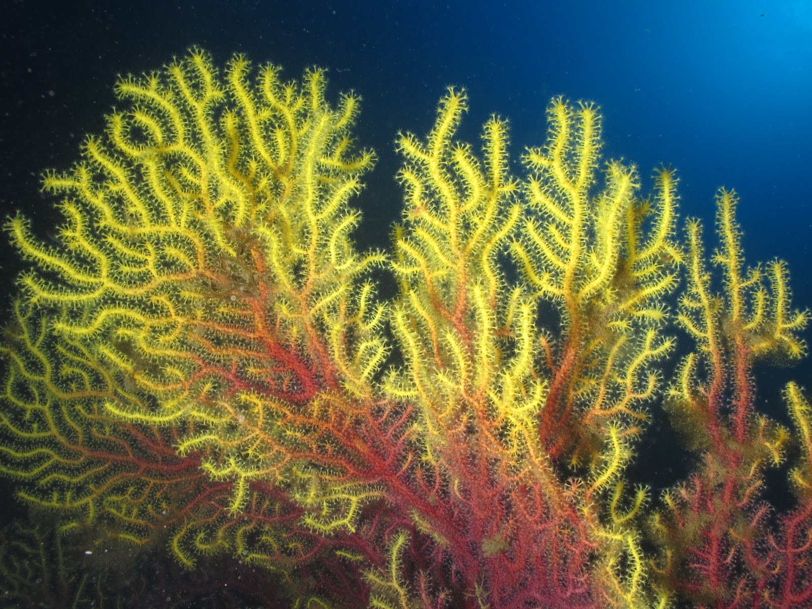 Els Jardins Submergits de La Selva: Què és una gorgònia?