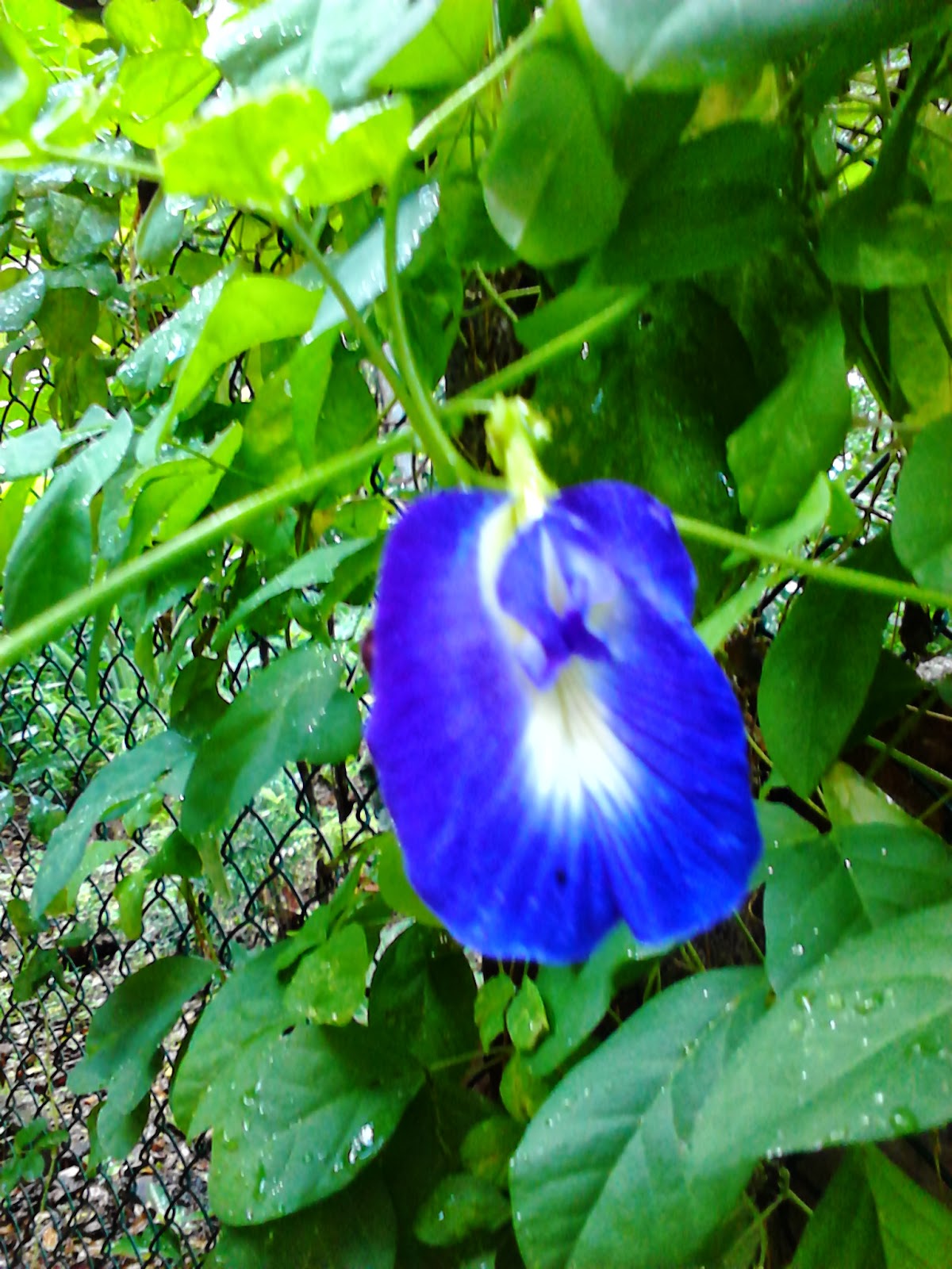 Clitoria terneata - Katarodu - කටරොඩු - Herbal Plants of Asia