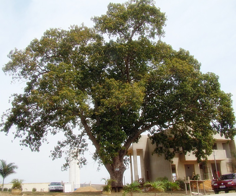 Fênix Plantas e Jardins: Árvores frutíferas: Abacateiro.