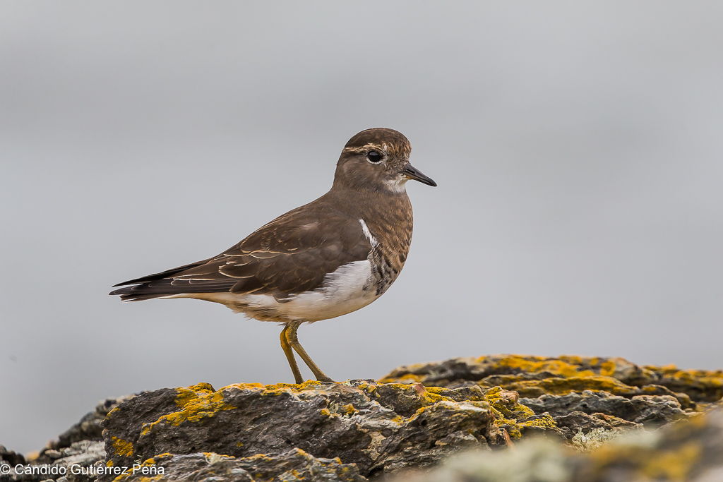 CHORLITO CHILENO - Charadrius Modestus | Observatorio de la Naturaleza