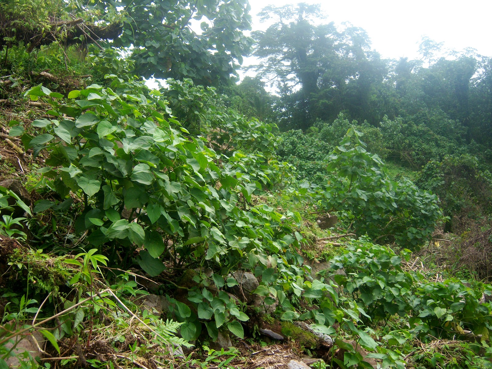 Once On This Island...: Sakau