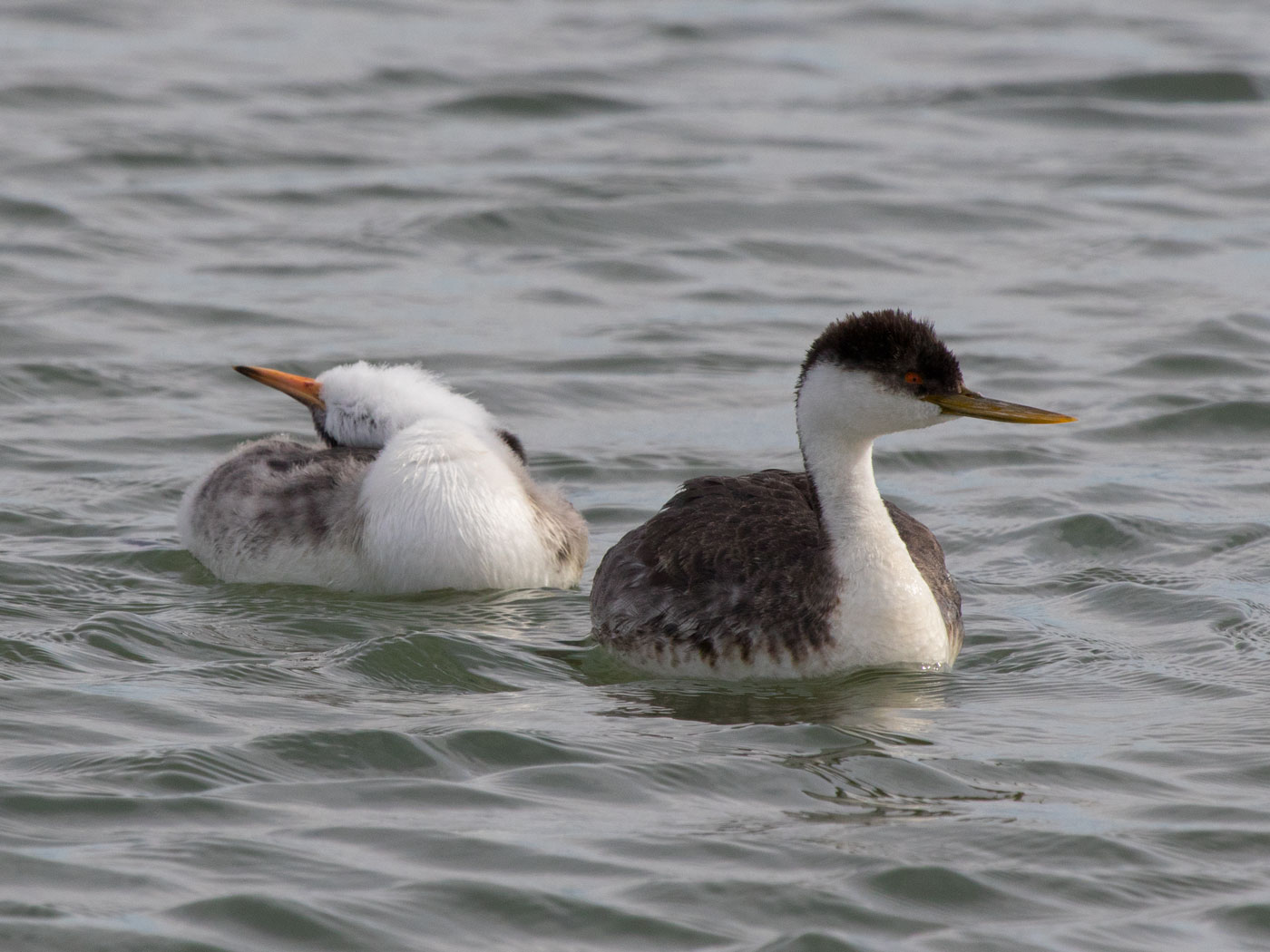 Edward Plumer: A Confusion of Grebes