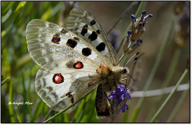 Butterflies and Dragonflies: Mariposa Apolo (Parnassius apollo) - La ...