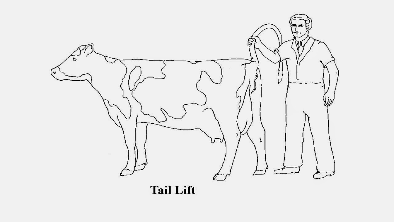 SARUEDI SIMAMORA: RESTRAIN DAN CASTING PADA SAPI
