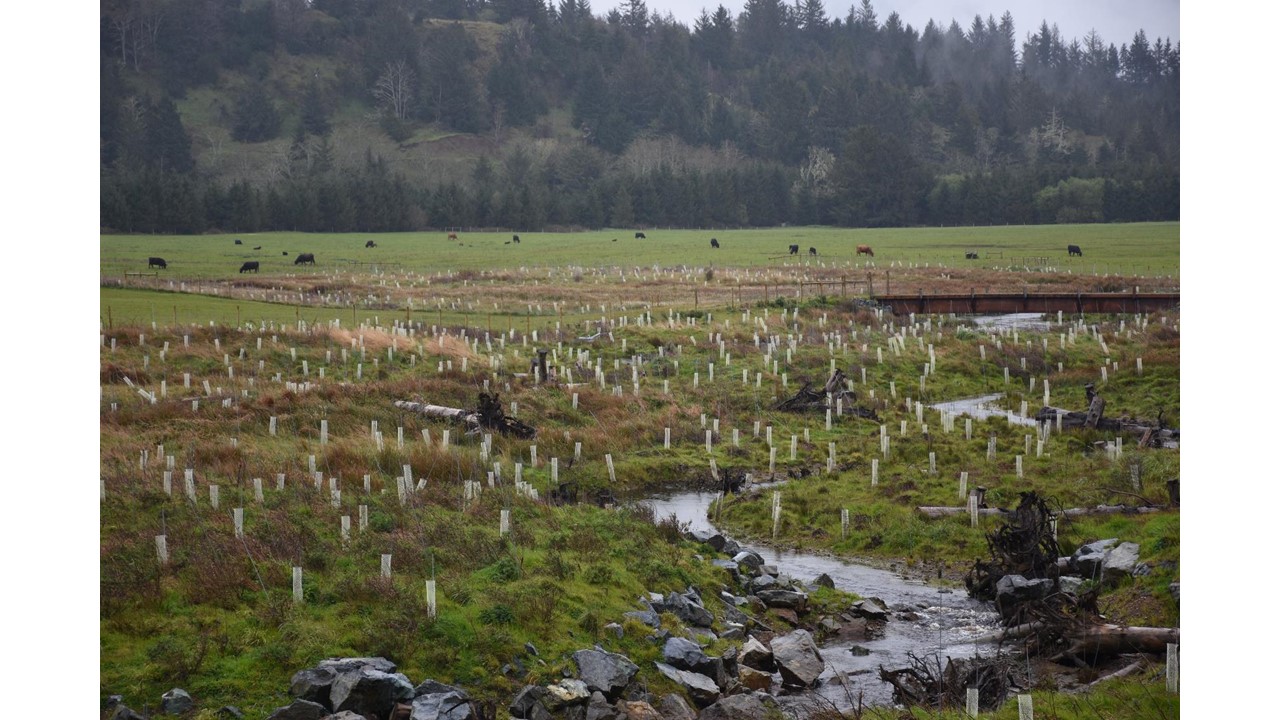 Wandering Environmentalist: Pasture Stream Restoration