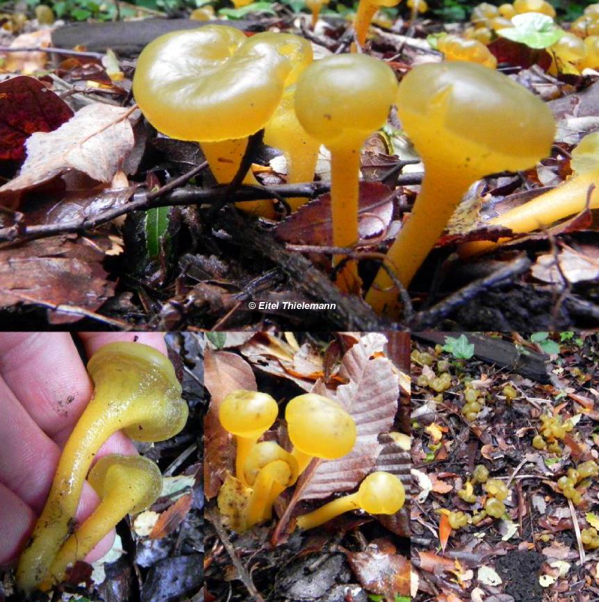 Apuntes botánicos: Hongos chilenos