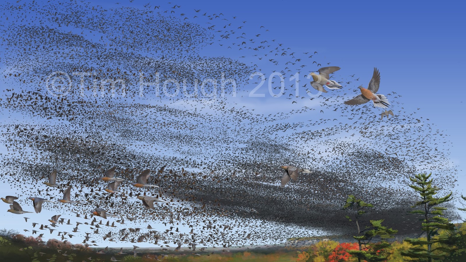Tim Hough Art: Passenger Pigeon