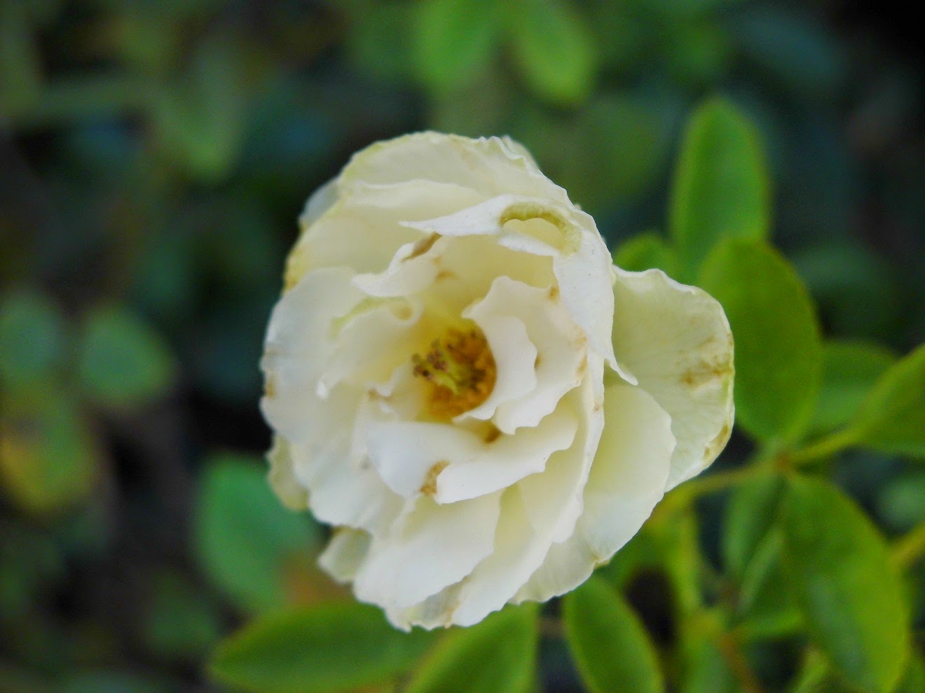 White Rose Galleries