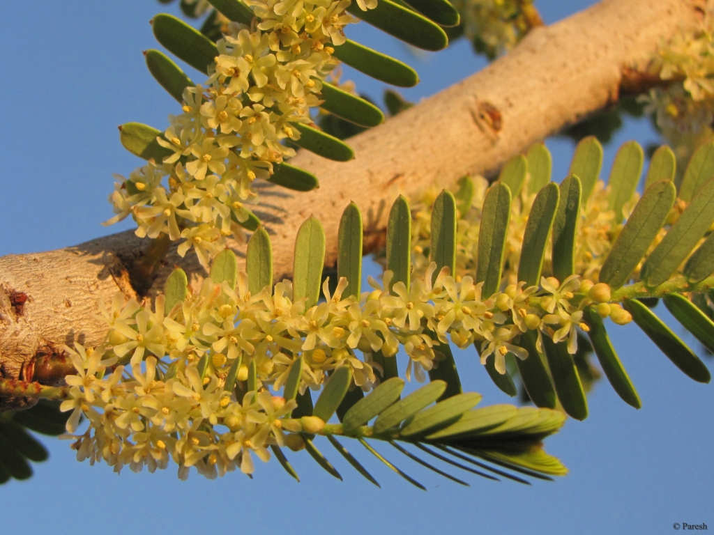 Gifting Trees...: The Rejuvenating Tree