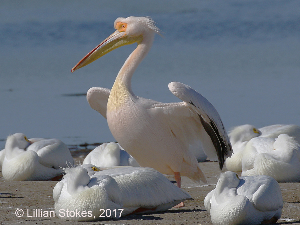 STOKES BIRDING BLOG: Great White Pelican Rare Bird Returns to Ding ...