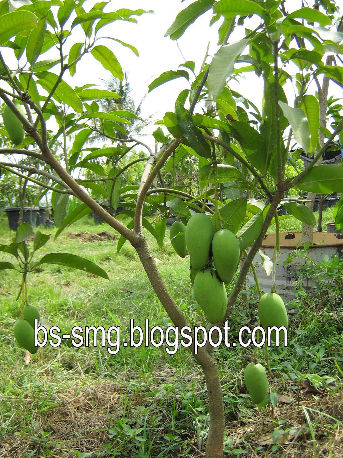 test: Mangga Cokanan