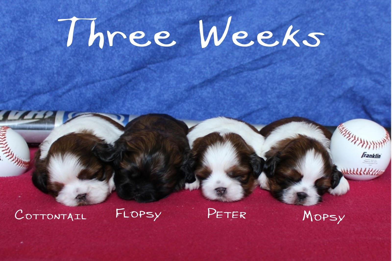 Mother Goose Shih Tzu: Three Weeks