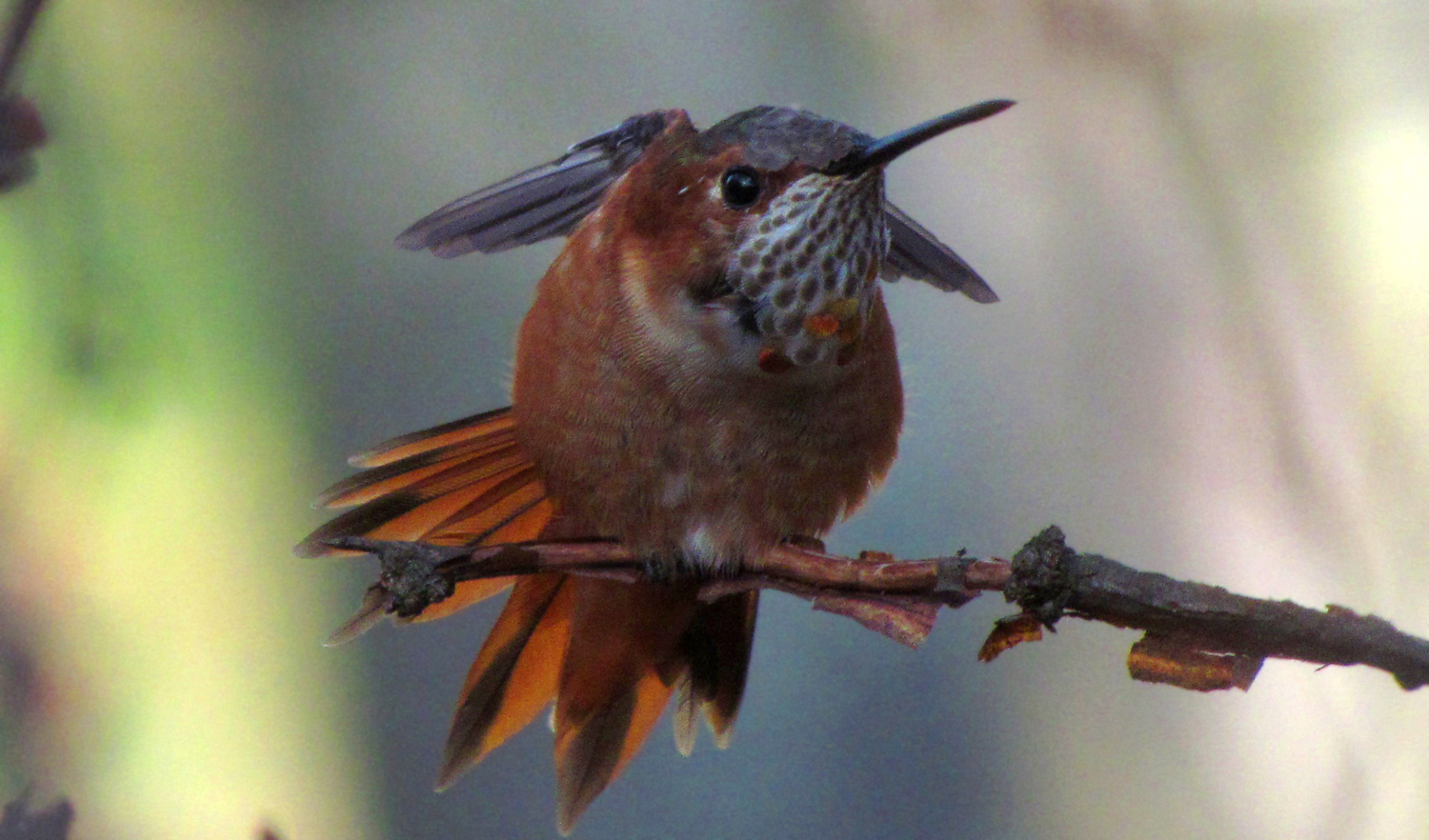 Birding Bros. Blog: The Most Interesting Hummingbird in the World