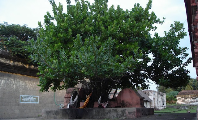 Tamilnadu Tourism: Vedaranyeswarar Temple, Vedaranyam, Nagapattinam